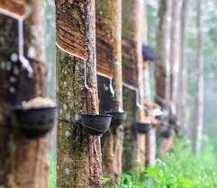 LALAN ECO LATEX PVT LTD